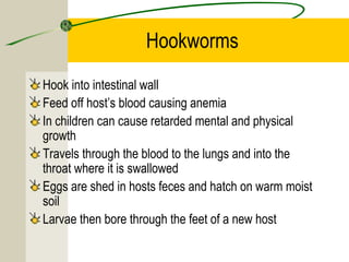 Phylum nematoda (1) | PPT