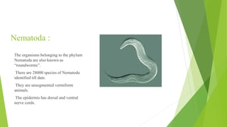 PHYLUM NEMATODA (1).pptx