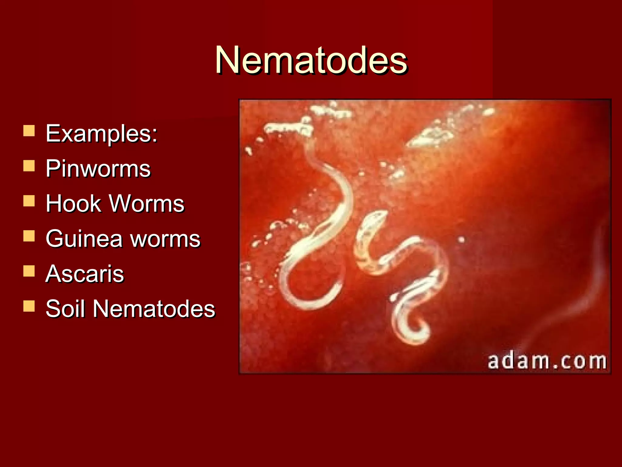 Phylum Nematoda Notes | PPT