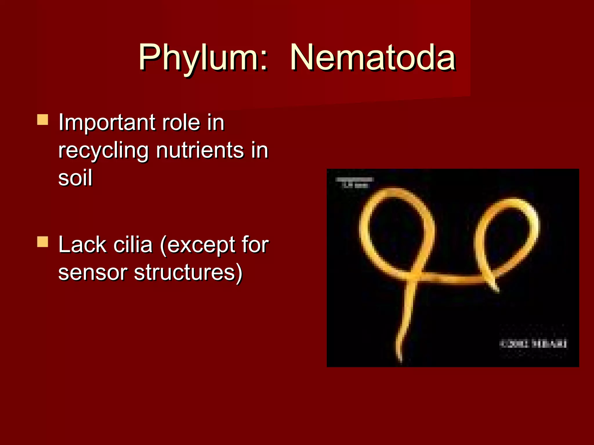 Phylum Nematoda Notes | PPT