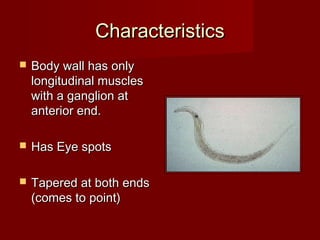 Phylum Nematoda Notes | PPT