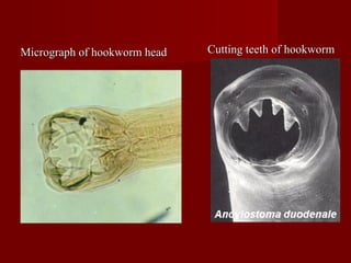 Phylum Nematoda Notes | PPT