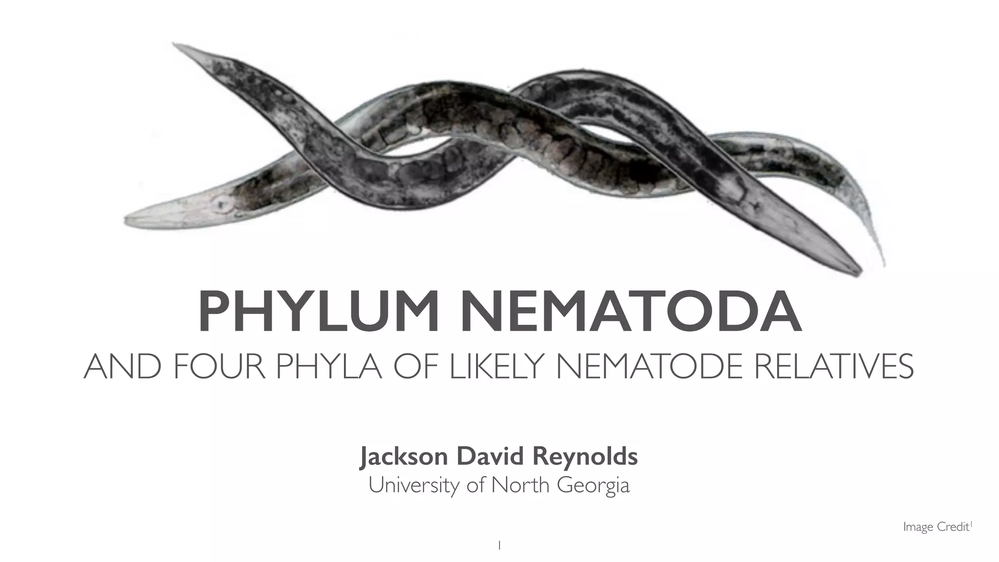 Phylum Nematoda (and Four Phyla of Likely Nematode Relatives) | PDF