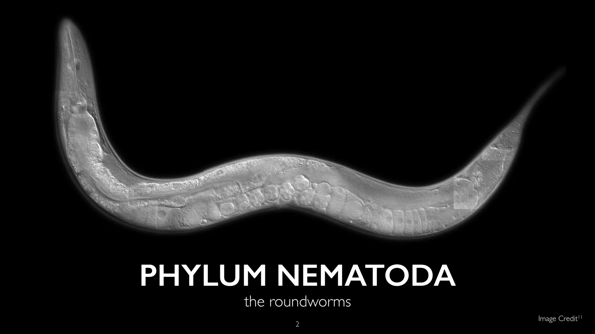 Phylum Nematoda (and Four Phyla of Likely Nematode Relatives) | PDF