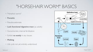 Phylum Nematoda (and Four Phyla of Likely Nematode Relatives) | PPT