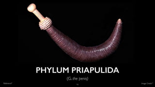 Phylum Nematoda (and Four Phyla of Likely Nematode Relatives) | PPT