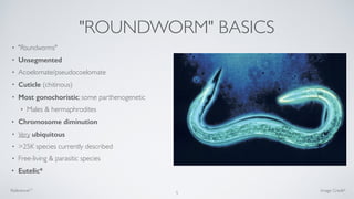 Phylum Nematoda (and Four Phyla of Likely Nematode Relatives) | PPT