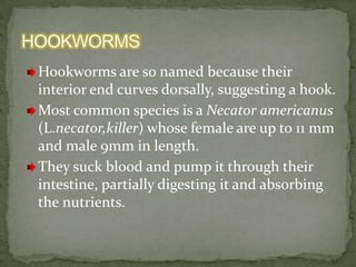 Phylum nematoda pre | PPTX
