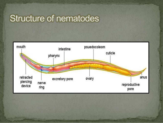 Phylum nematoda pre