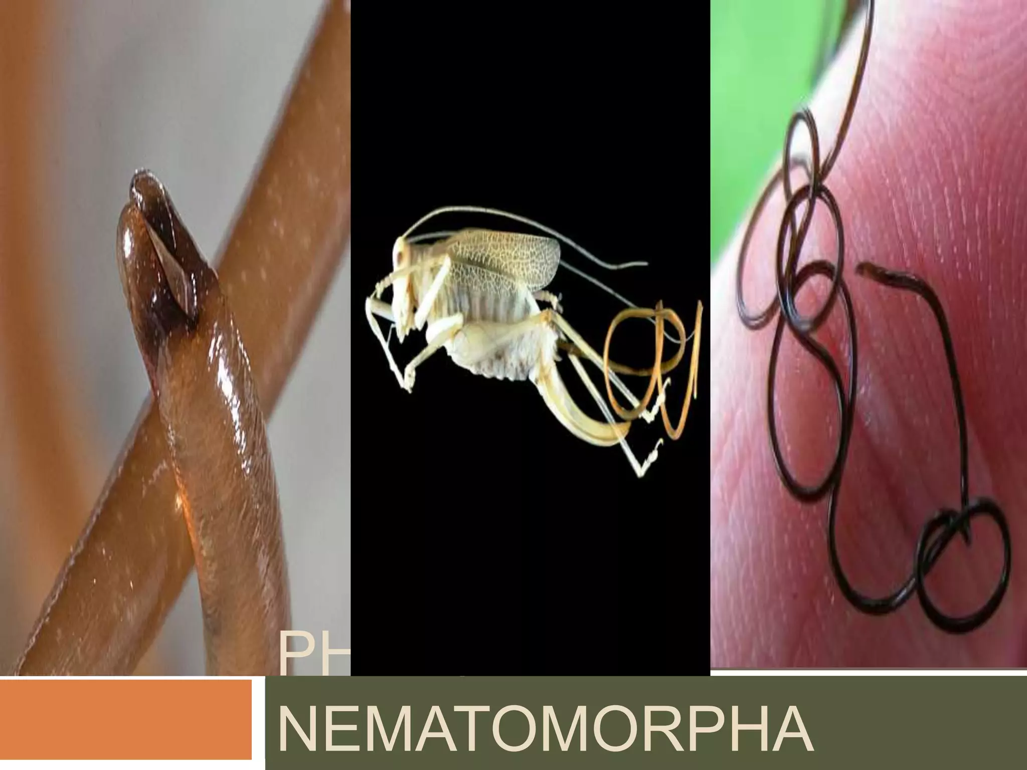 Phylum nematomorpha | PPTX