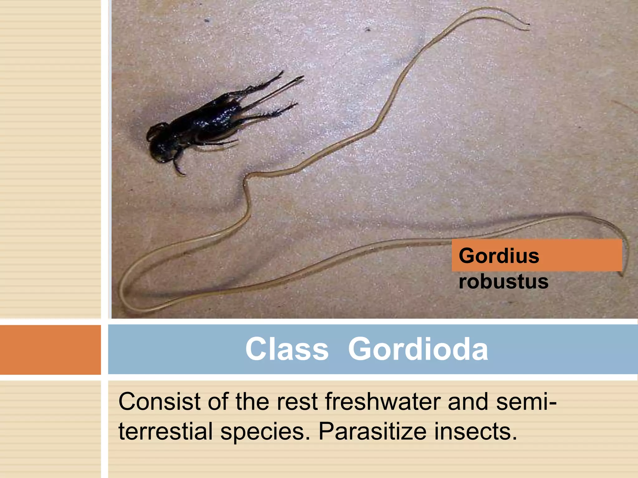 Phylum nematomorpha | PPTX