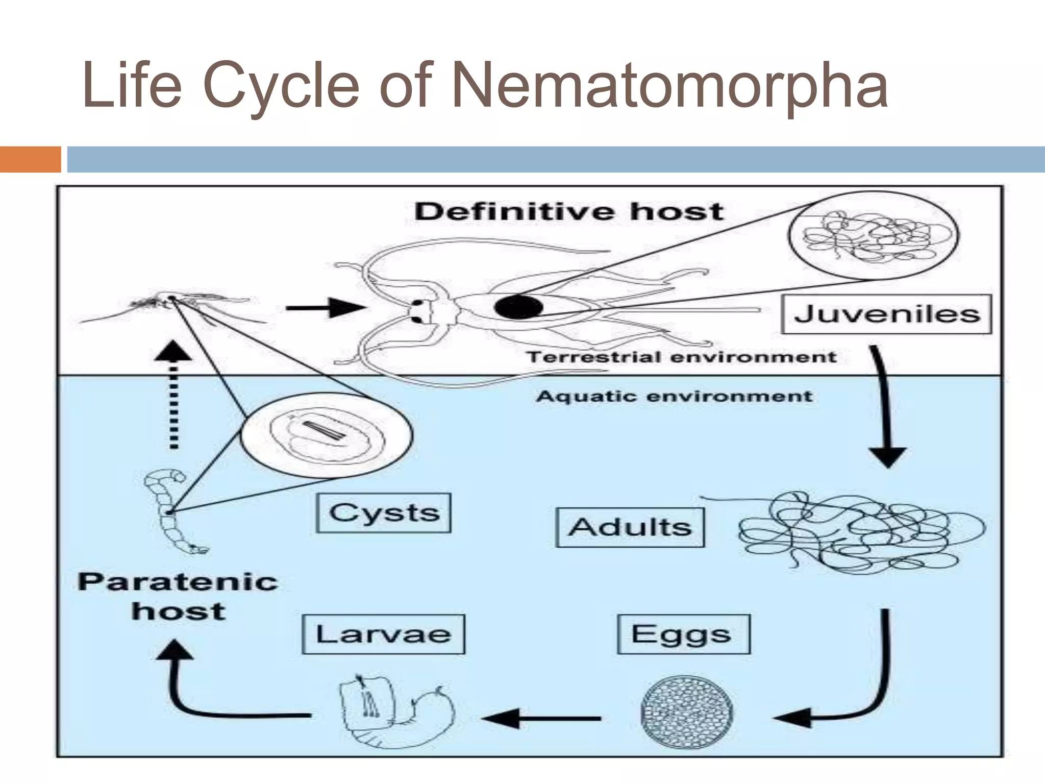 Phylum nematomorpha | PPTX
