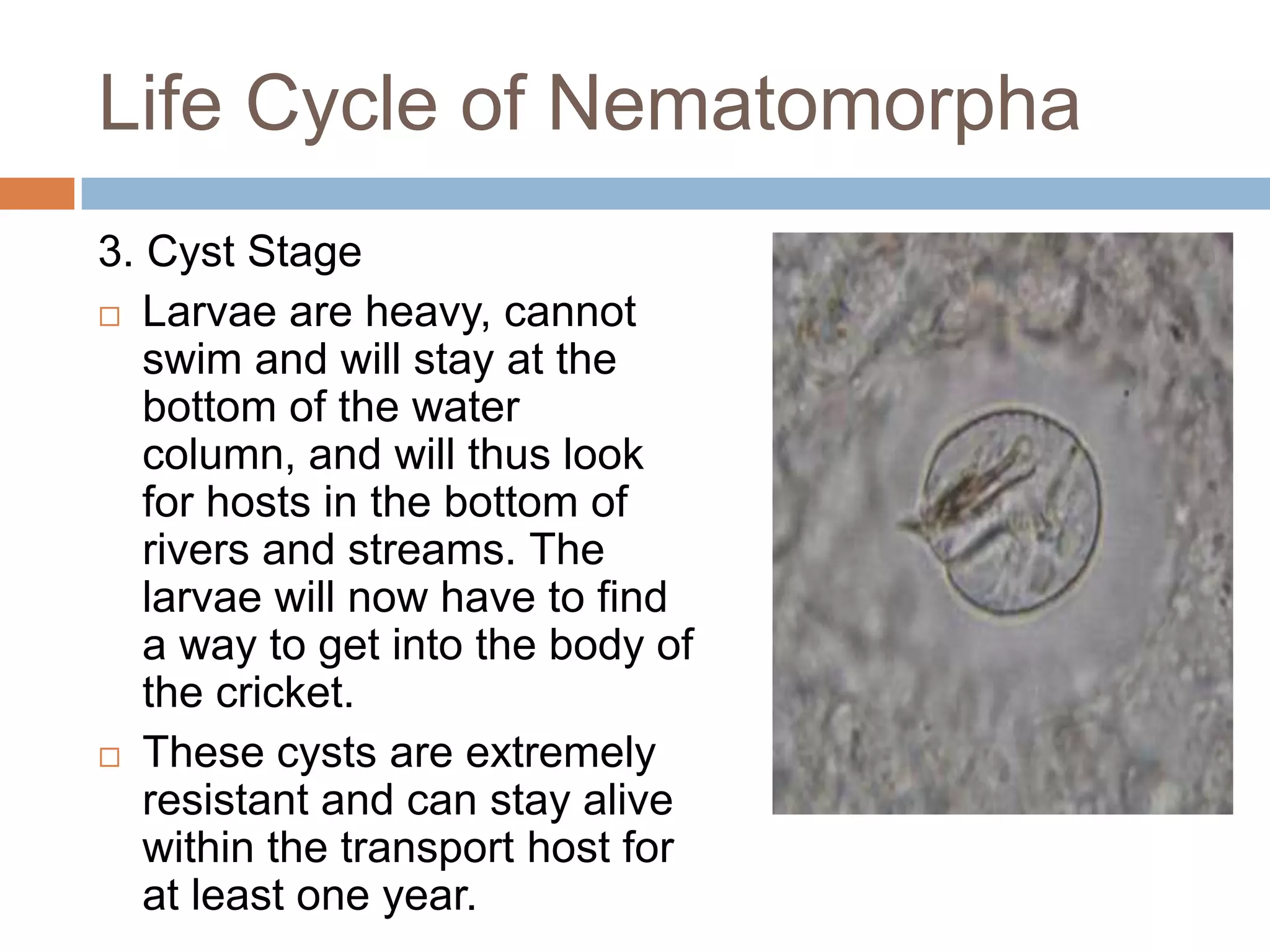 Phylum nematomorpha | PPTX