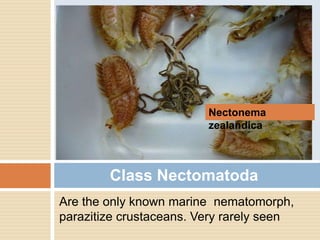 Phylum nematomorpha | PPTX