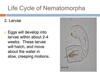 Phylum nematomorpha | PPTX