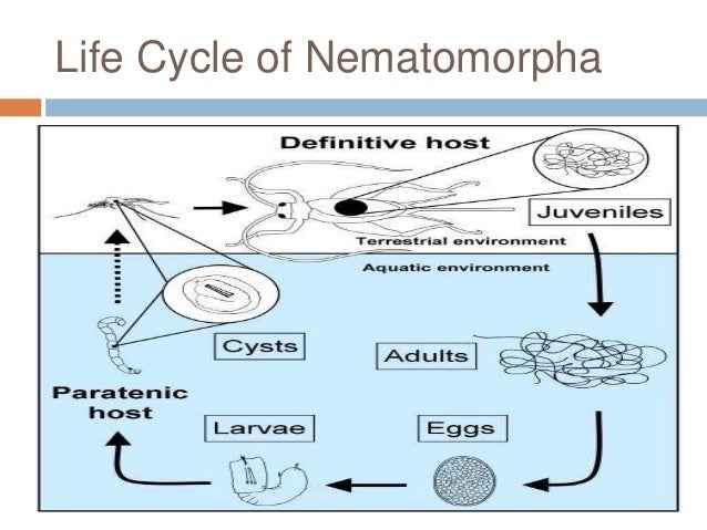 Phylum nematomorpha