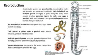 Phylum Nemertea_ Biology of the Invertebrates | PPTX