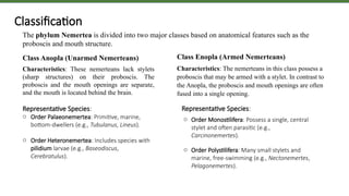 Phylum Nemertea_ Biology of the Invertebrates | PPTX