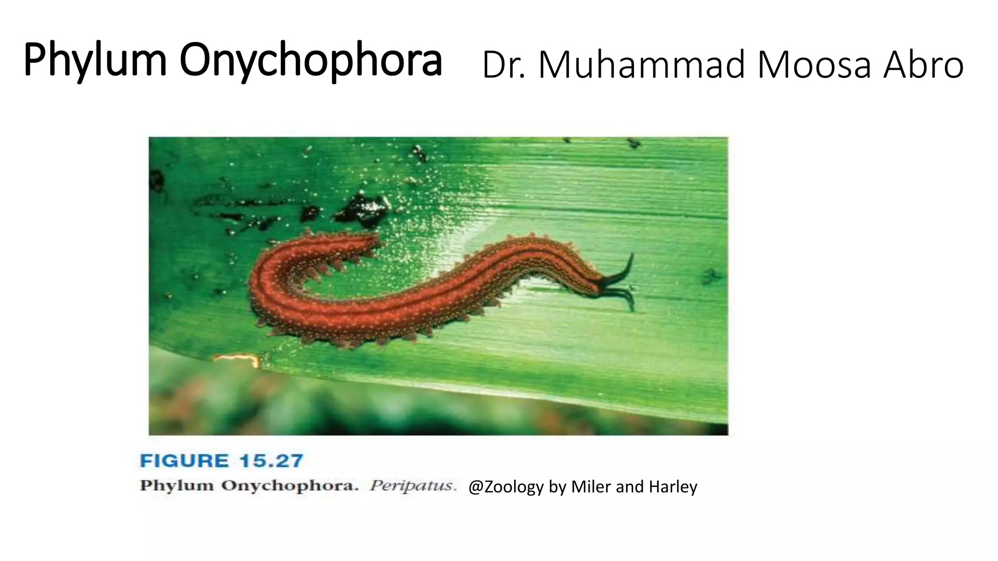 Phylum Onychophora.pptx