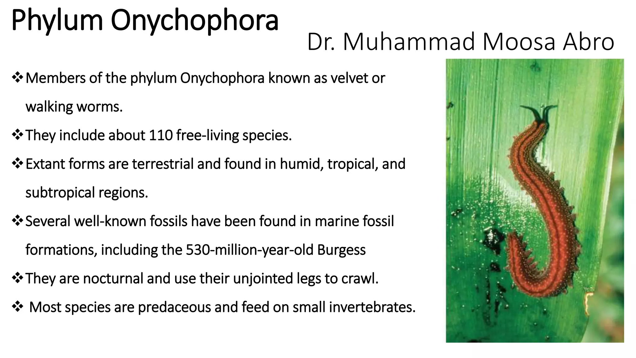 Phylum Onychophora.pptx