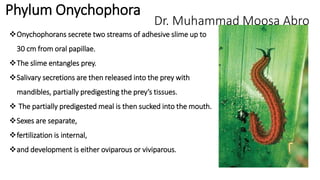 Phylum Onychophora.pptx