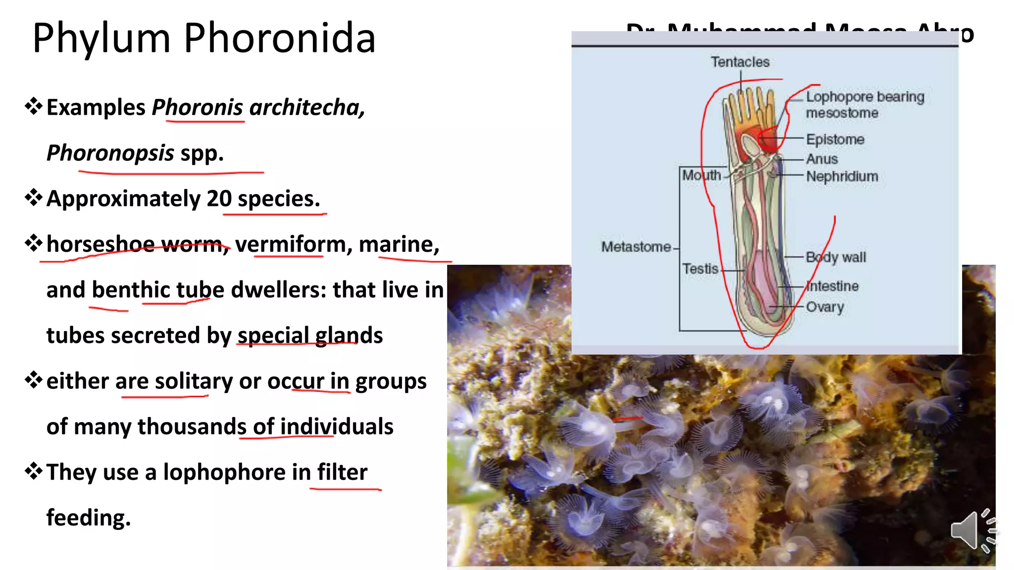 Phylum Phoronida.pptx | Biological Sciences | Science