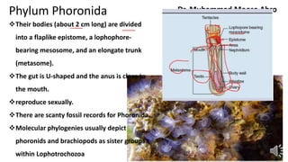 Phylum Phoronida.pptx