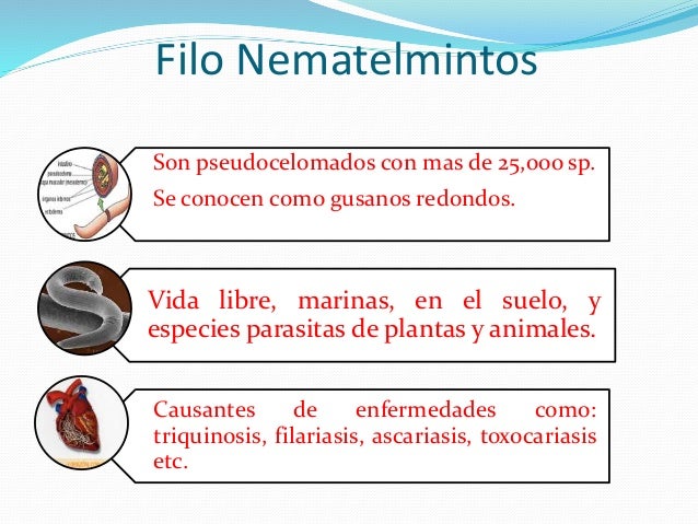 Phylum platelmintos y nematelmintos