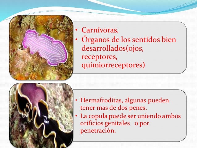Phylum platelmintos y nematelmintos