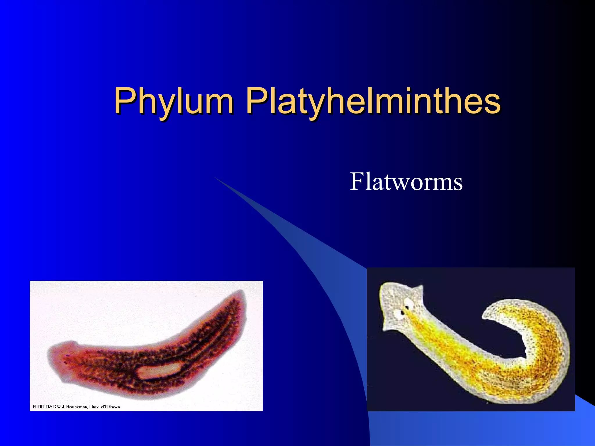 Phylum Platyhelminthes | PPT