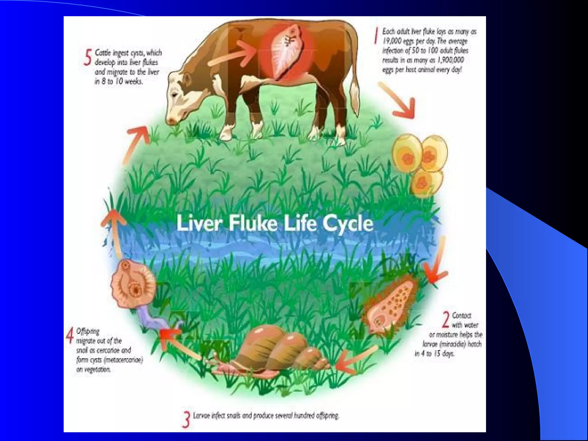 Phylum Platyhelminthes | PPT