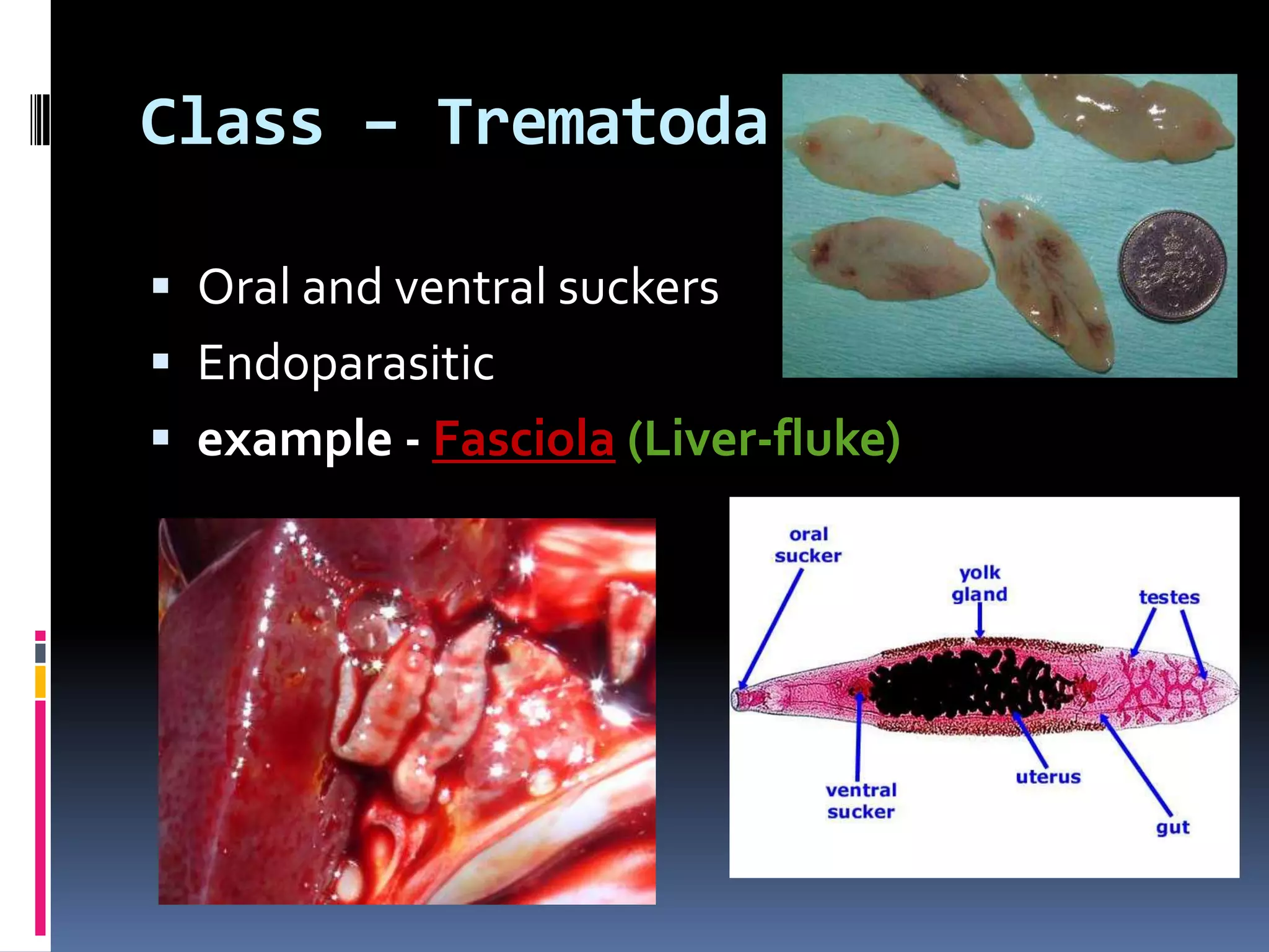 Phylum Platyhelminthes and Nematodes | PPTX