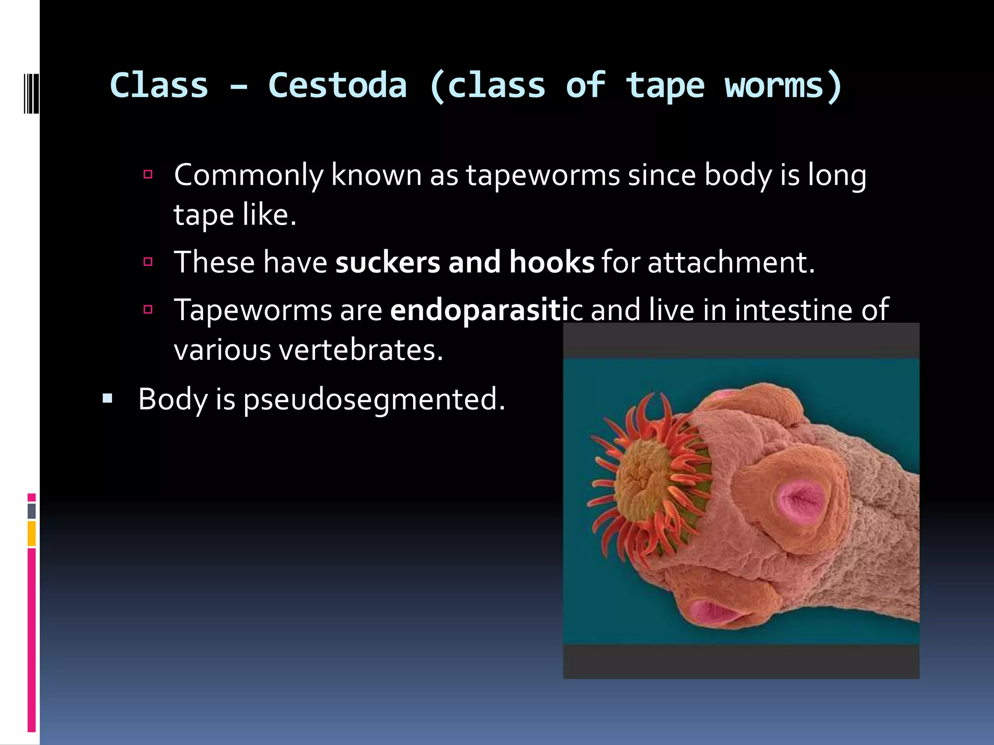 Phylum Platyhelminthes and Nematodes | PPTX