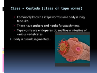 Phylum Platyhelminthes and Nematodes | PPTX