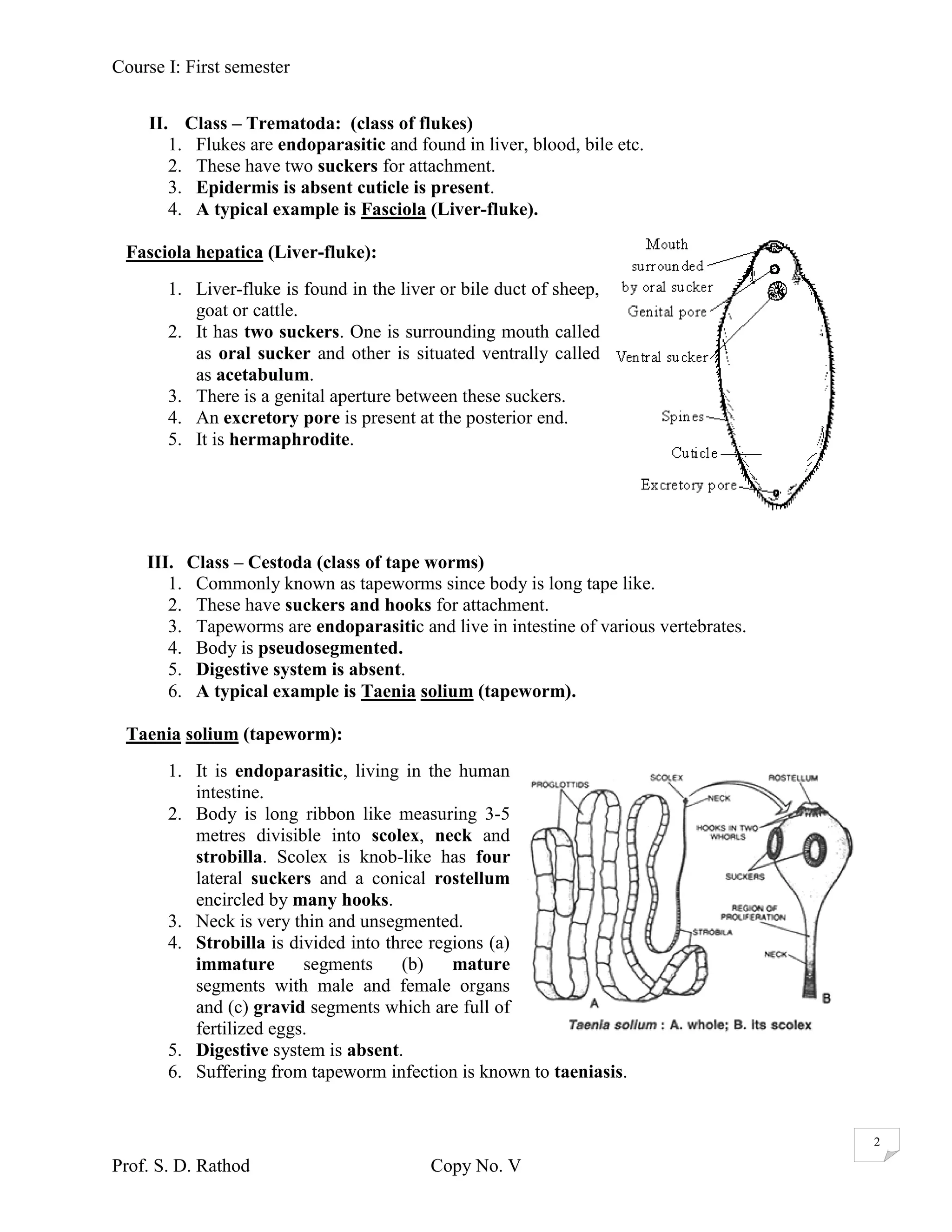 Phylum platyhelminthes and Nematodes | PDF | Biological Sciences | Science