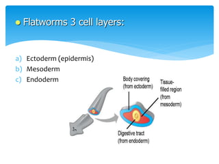Phylum platyhelminthes | PPTX