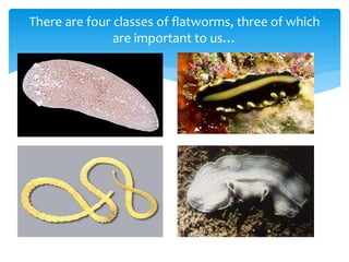 Phylum platyhelminthes | PPTX