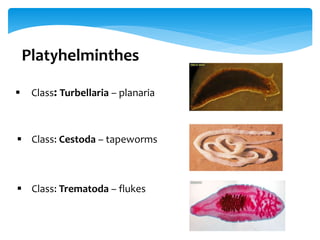 Phylum platyhelminthes | PPTX