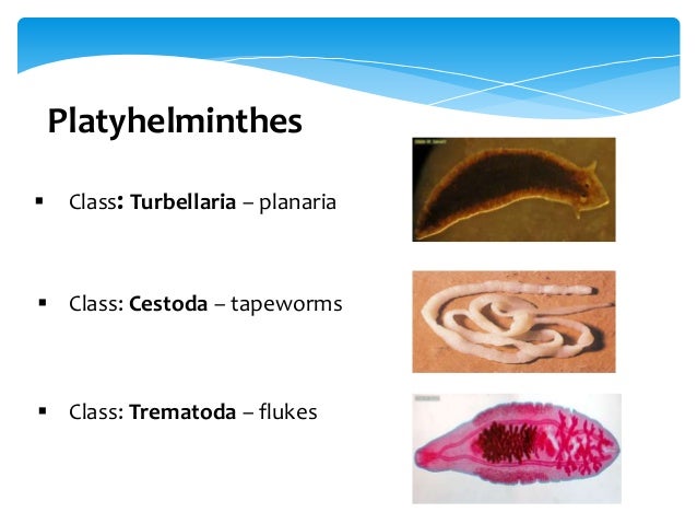 Platyhelminthes Phylum Platyhelminthes Flatworms