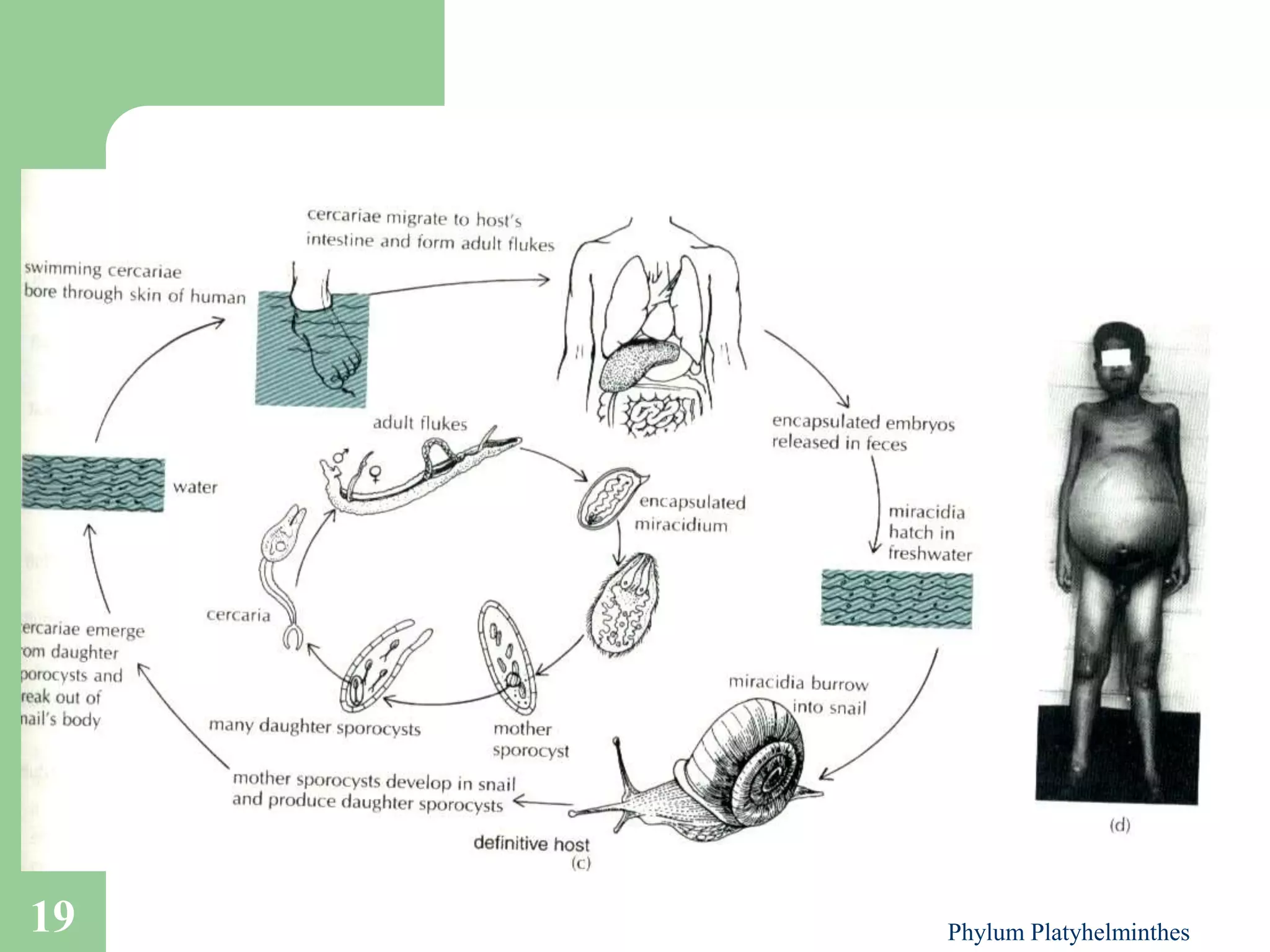 Phylum_Platyhelminthes.ppt