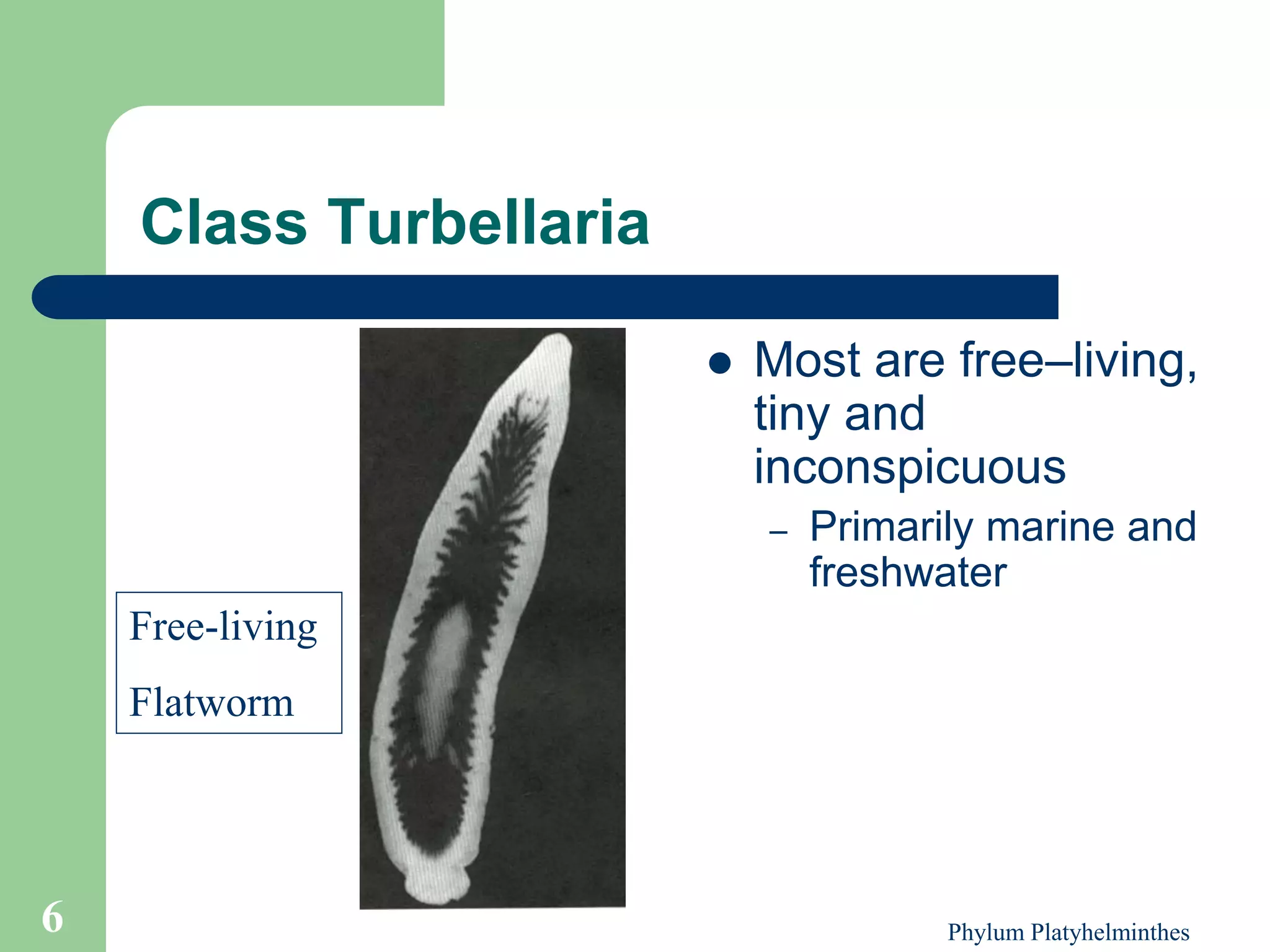 Phylum_Platyhelminthes.ppt