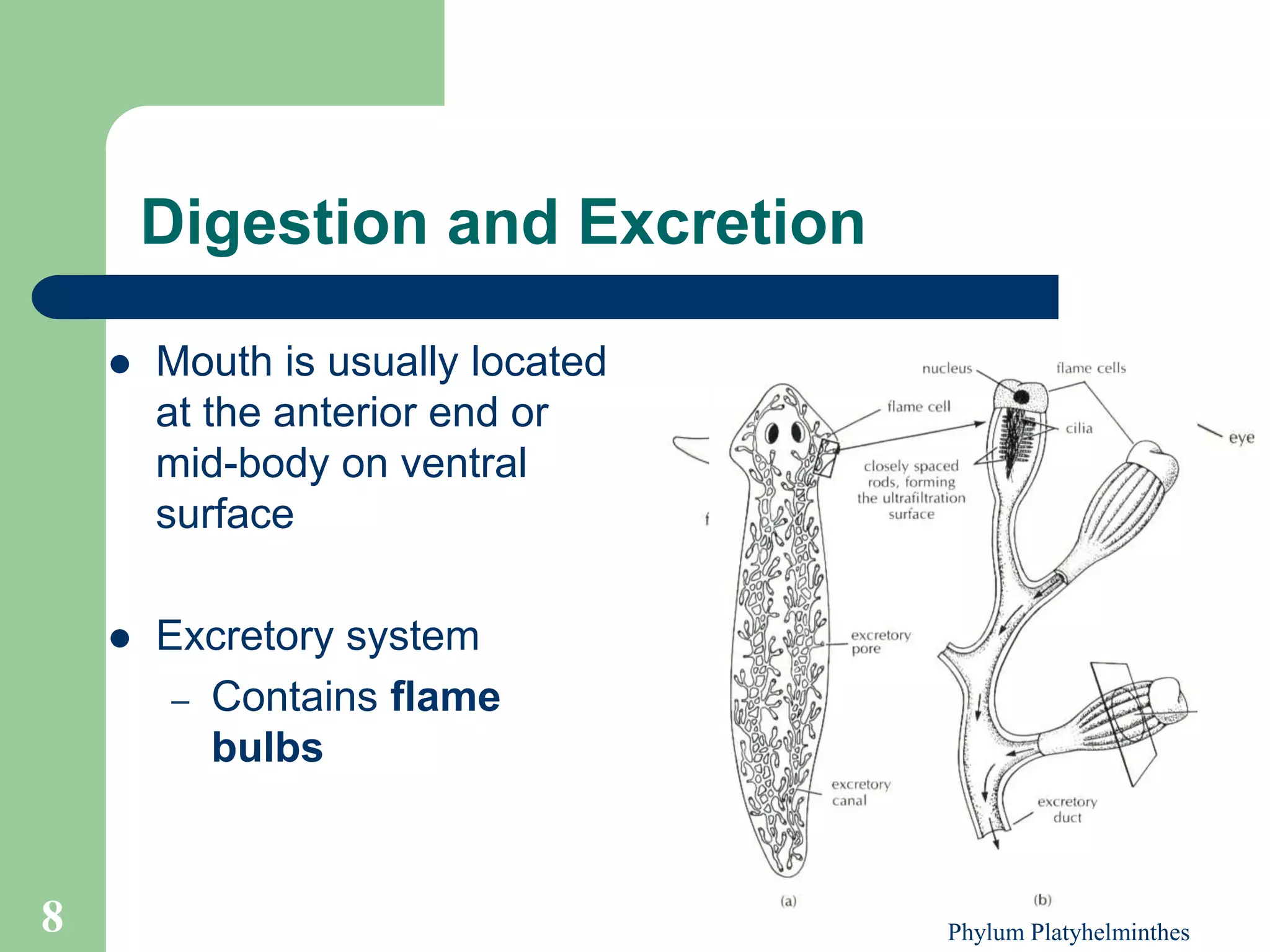 Phylum_Platyhelminthes.ppt