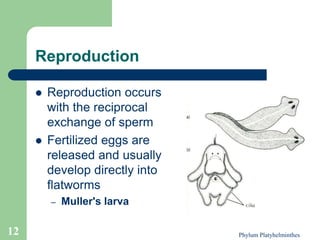 Phylum_Platyhelminthes.ppt