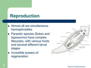 Phylum Platyhelminthes Flukes