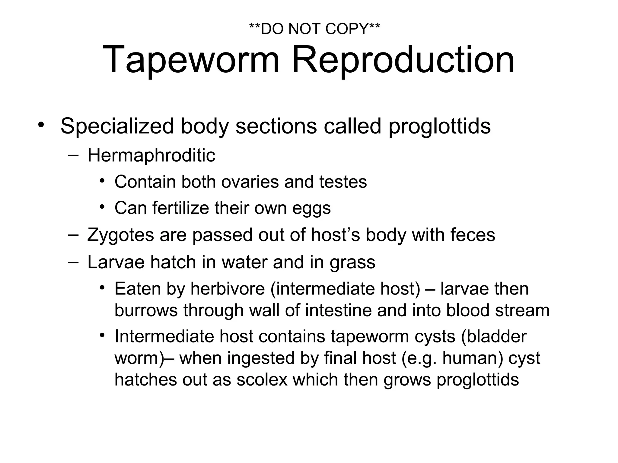 Phylum platyhelminthes | PPT