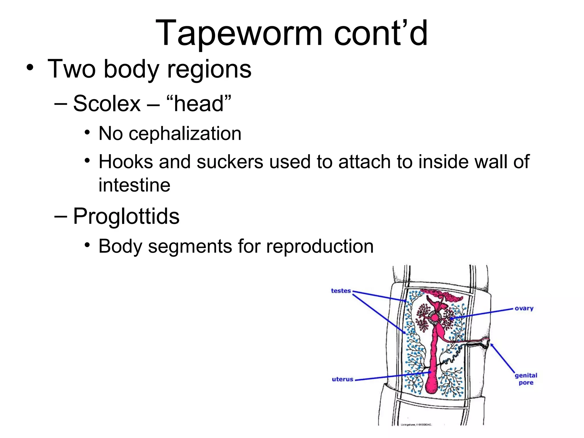 Phylum platyhelminthes | PPT