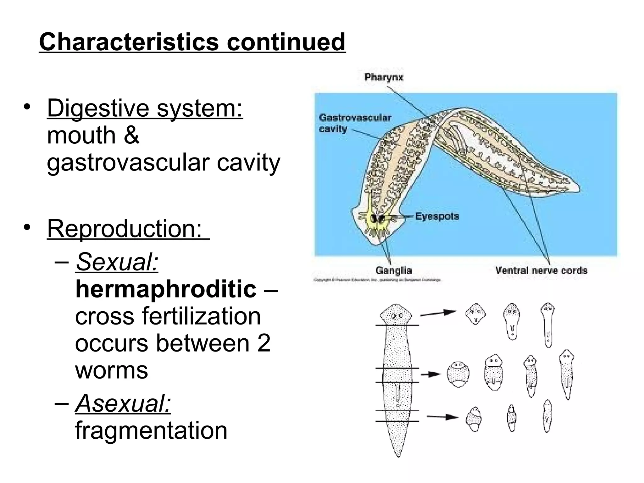 Phylum platyhelminthes | PPT