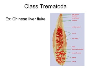 Platyhelminthes Trematoda