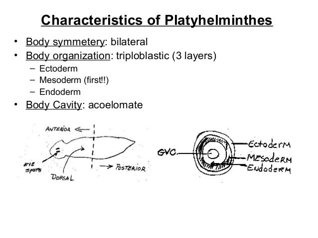 SOLUTION: Phylum platyhelminthes - Studypool