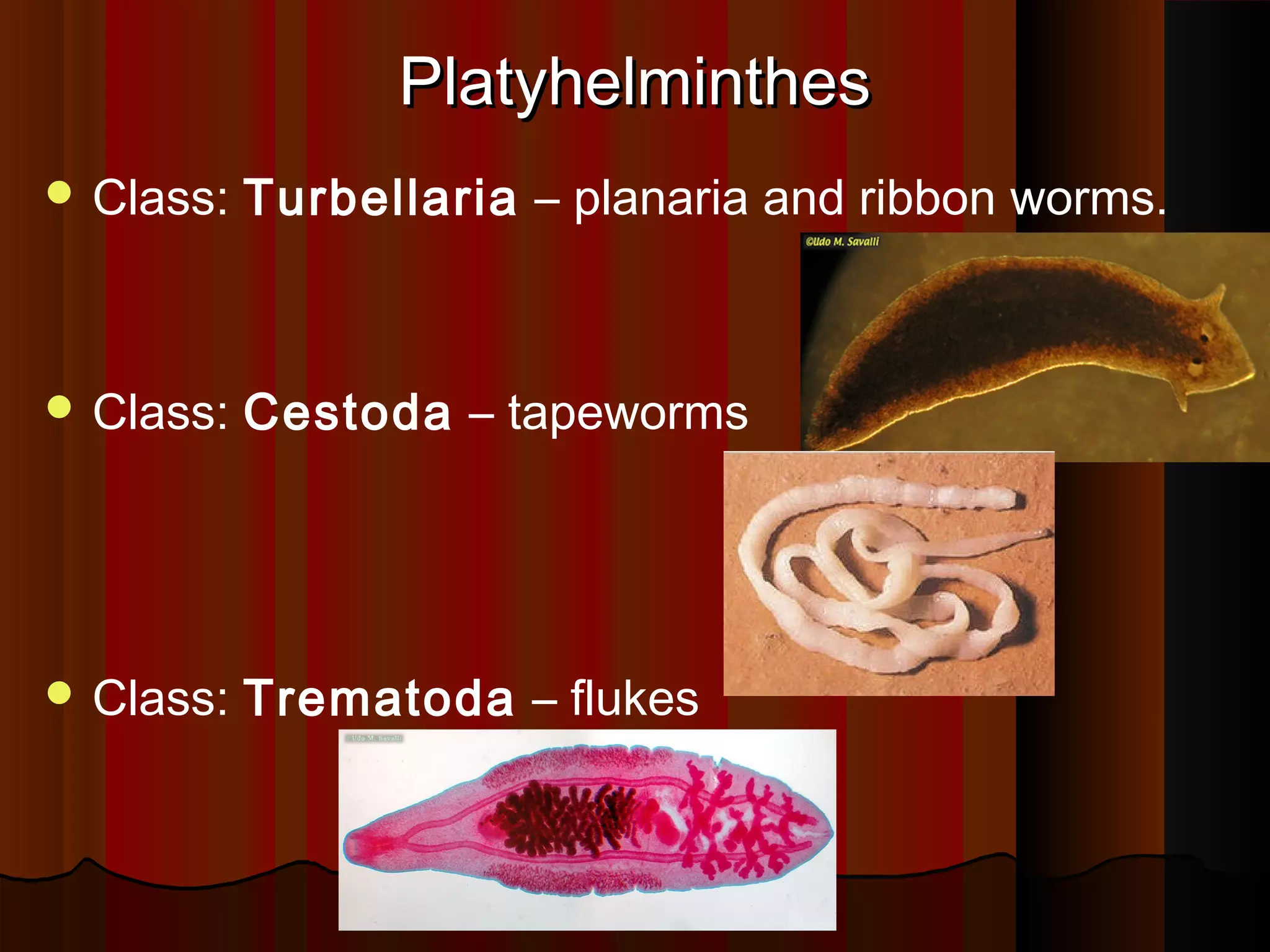 Phylum: Platyhelminthes Intro Notes 2015 | PPT
